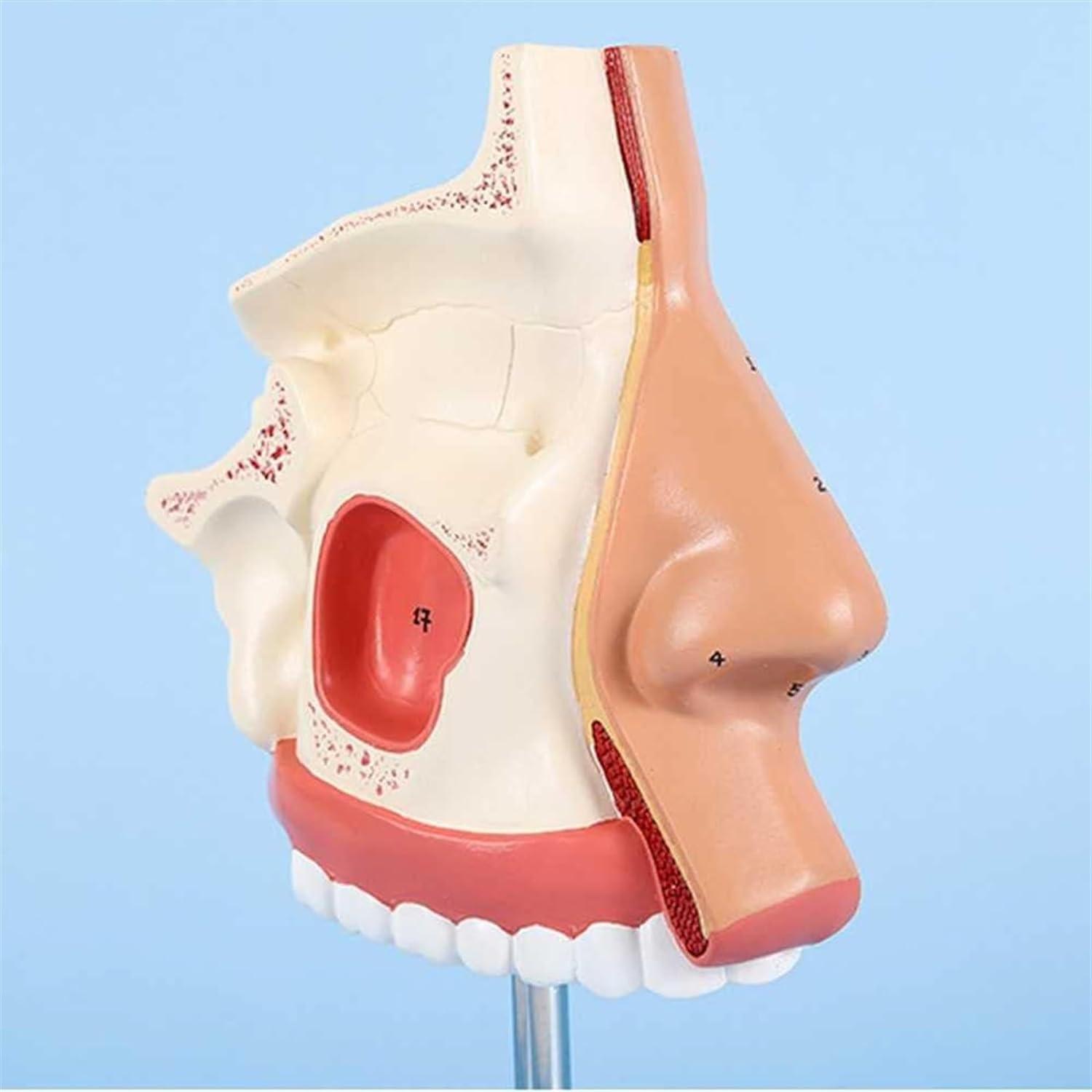 BuTkus Nasal Cavity Model - Human Anatomy with Digital Labels and Base ...