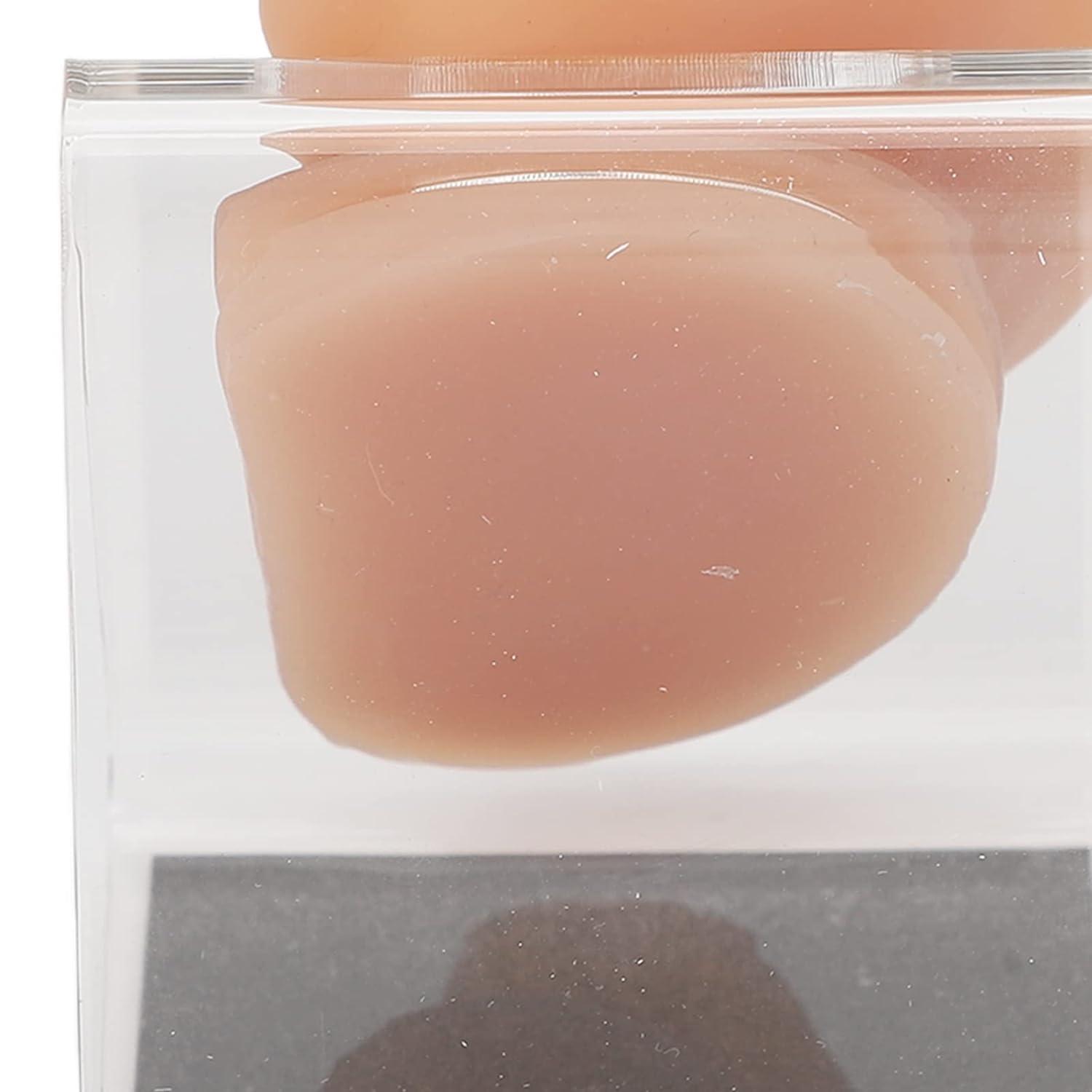 Silicone Ear Model ANGGREK Simulated Ear Model Acupuncture Practice ...