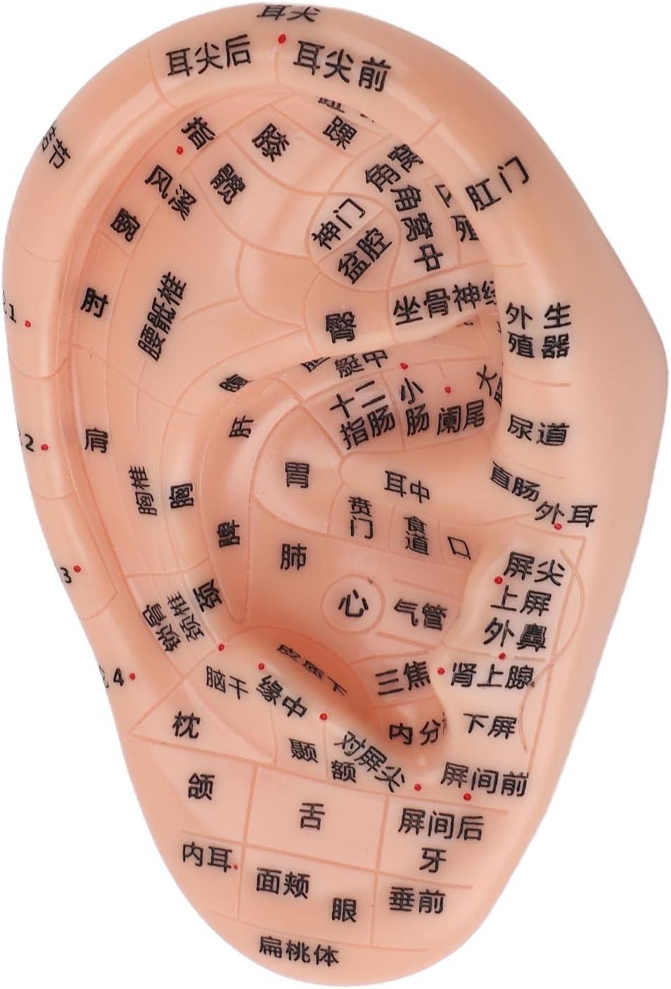 Buy Ear Massage Model - Accurate PVC Acupuncture Model - Ideal for ...