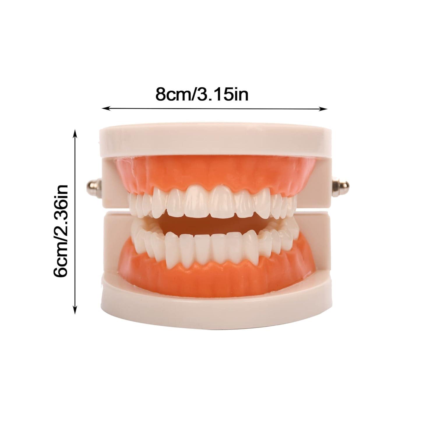 FGXY Standard Tooth Model - Educational Dental Model for Kids | Ideal ...