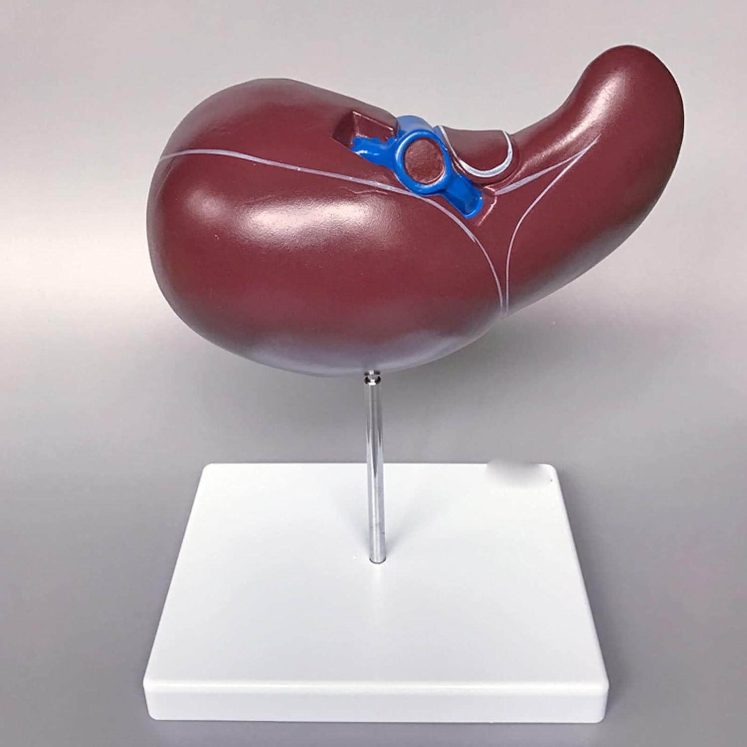 Human Liver Model Hepatobiliary Model Liver Hepatic Distribution Bile ...