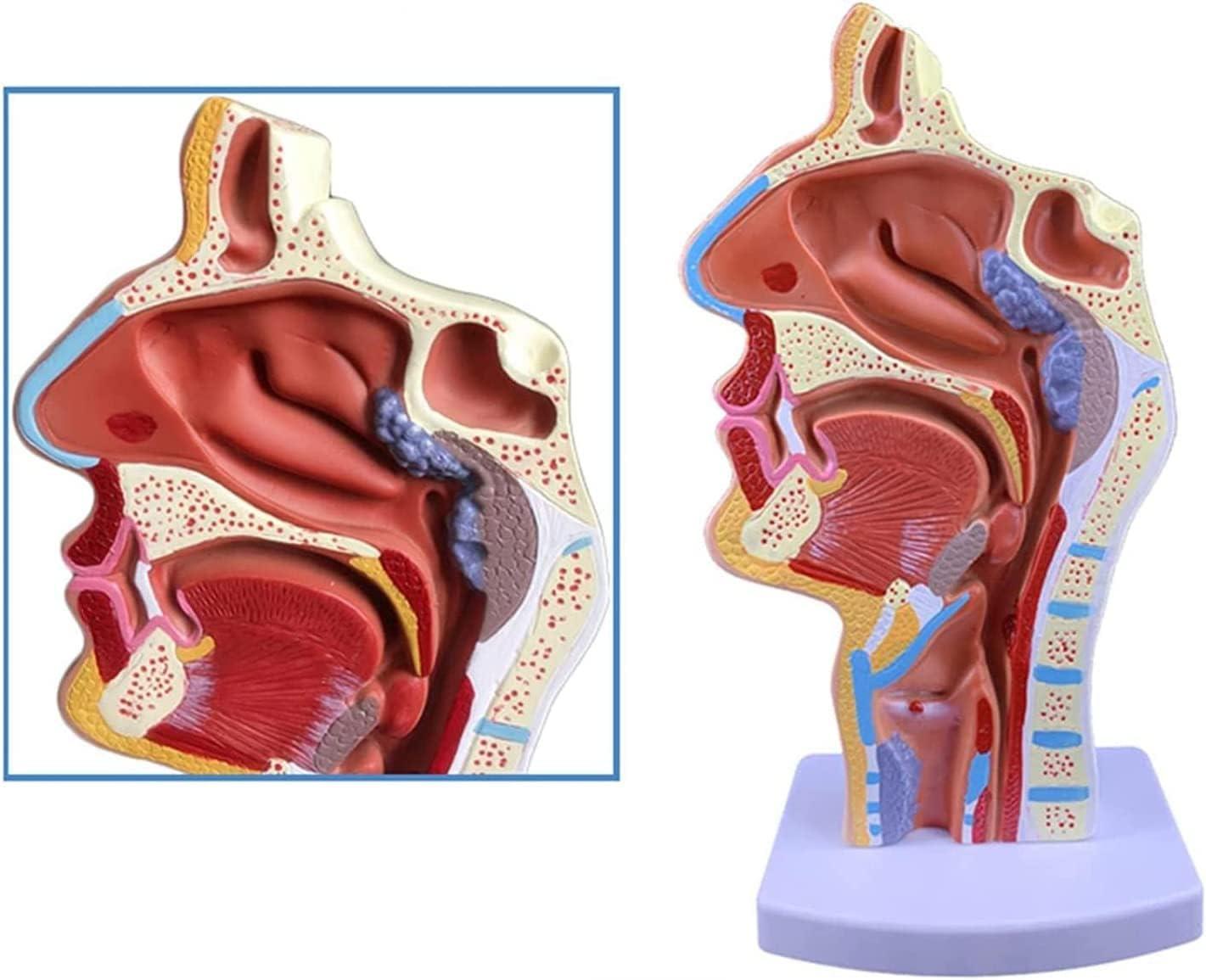 Mouth Nose Throat Pharynx Education Human Body ENT Model Study Model ...
