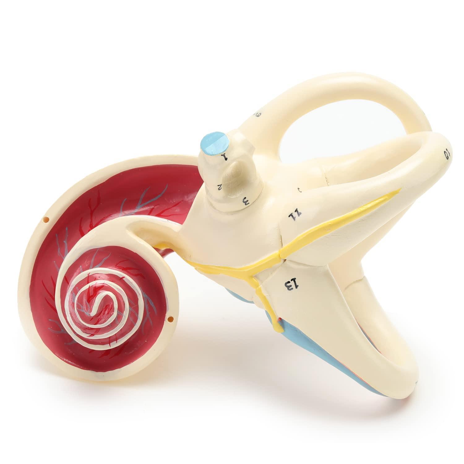 RONTEN Inner Ear Model - 8X Life-Size Medical Anatomy Model | Buy Now ...
