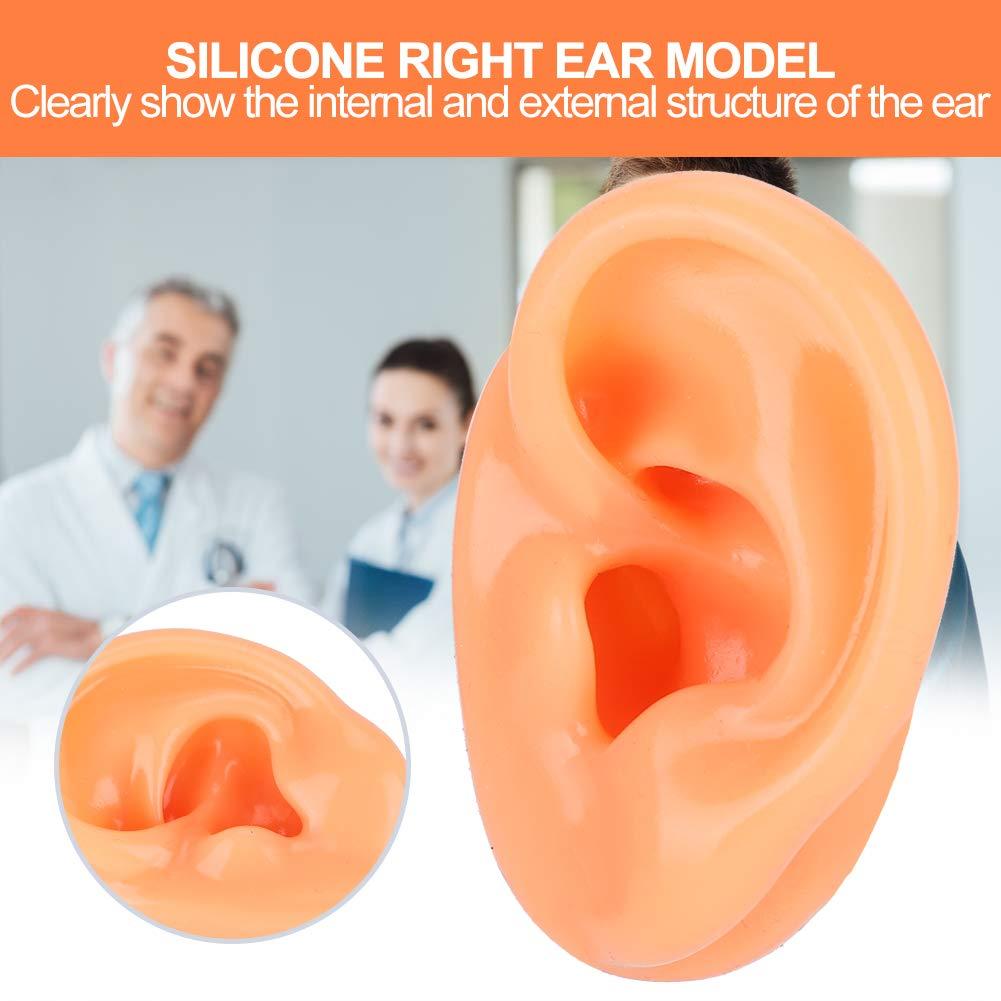 Silicone Left Ear Model for Acupuncture Practice - Human Ear Simulation ...