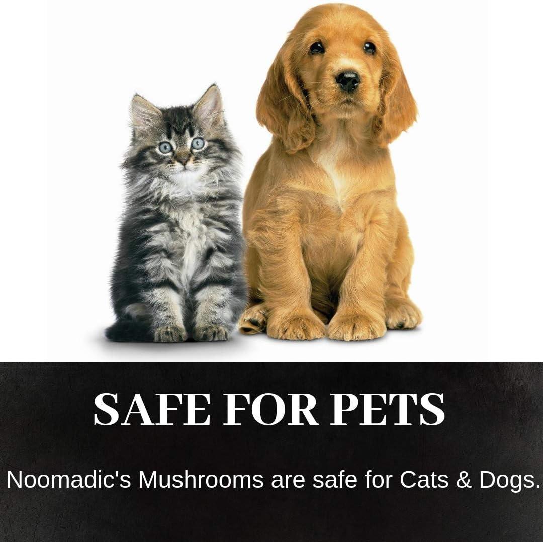 Lion's Mane Mushroom 60 Capsules | 500mg Each Nerve Growth Factor (NGF ...