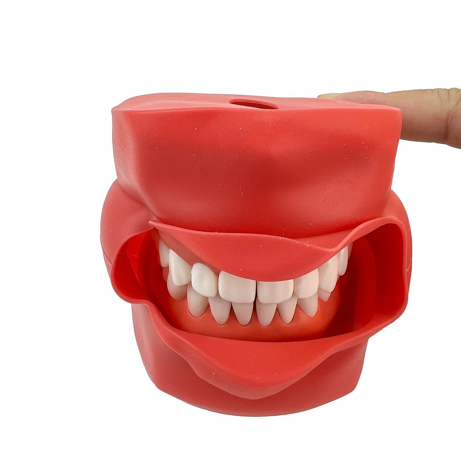 Teeth Soft Gum Phantom Head Study Model - 28 Removable Teeth & Cheek ...
