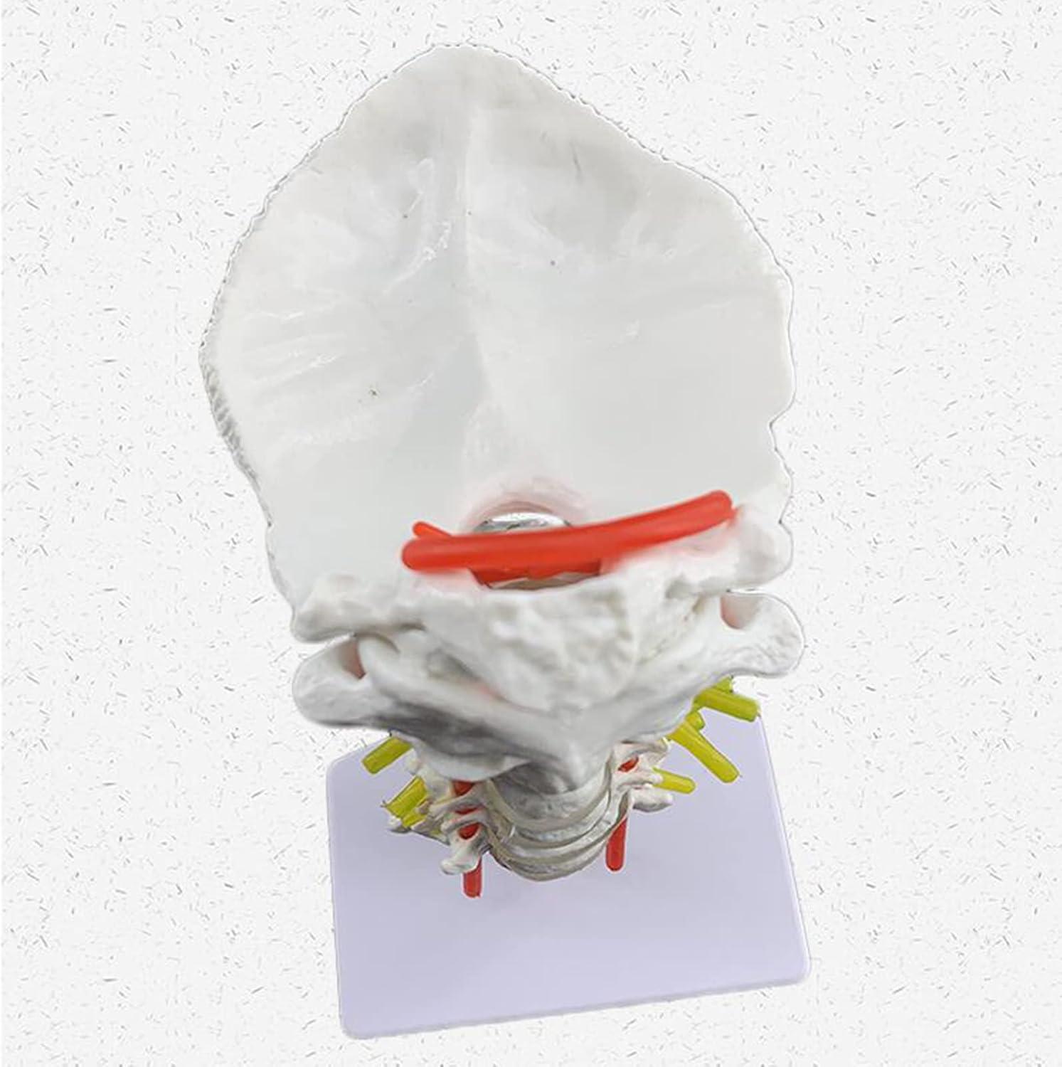 Spinal Nerves Cervical Spine & Occipital & Vertebral Artery Model ...