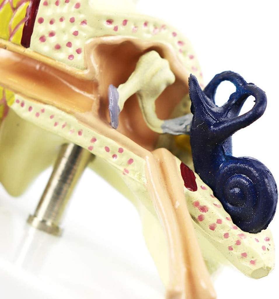 Ear Anatomical Model - Magnification 1.5X Inner Ear Ear System ...