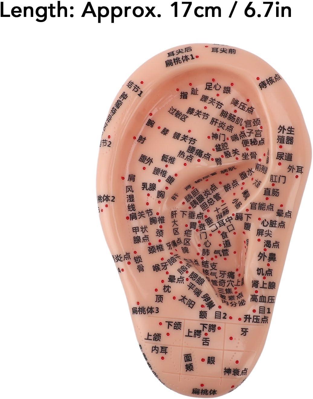 17 cm Ear Acupuncture Model - Clear Ear Reflex Point & Massage Display ...