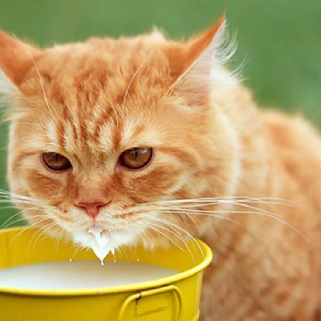 Buy EDEKA Cat Milk 200ml (12 Pack) | Healthy & Nutritious Cat Drink for ...