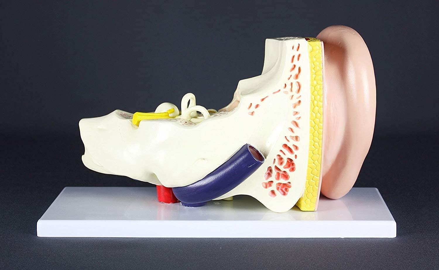 Human Ear Anatomy Model 3 Times Magnification Average Ear Showing ...