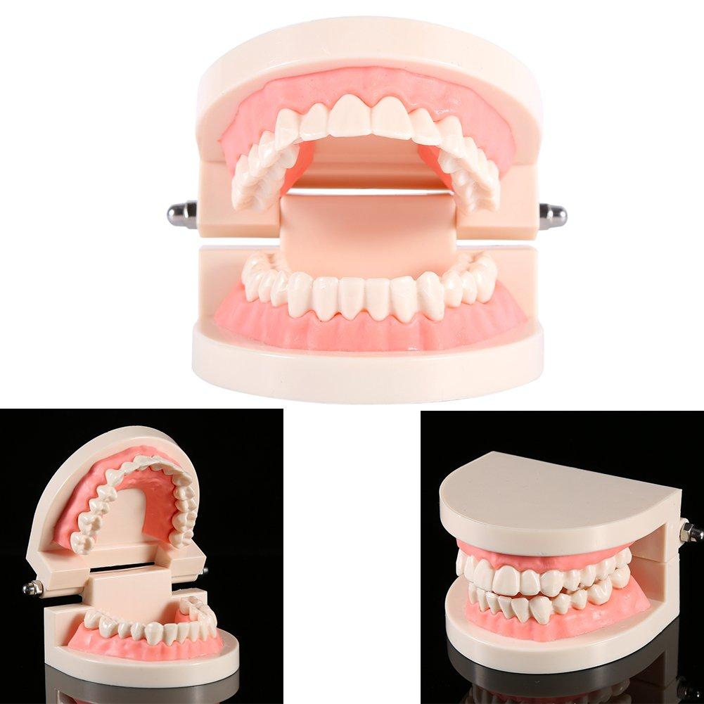 Deosdum Children's Tooth Model - PVC Teaching Study Model for Proper ...
