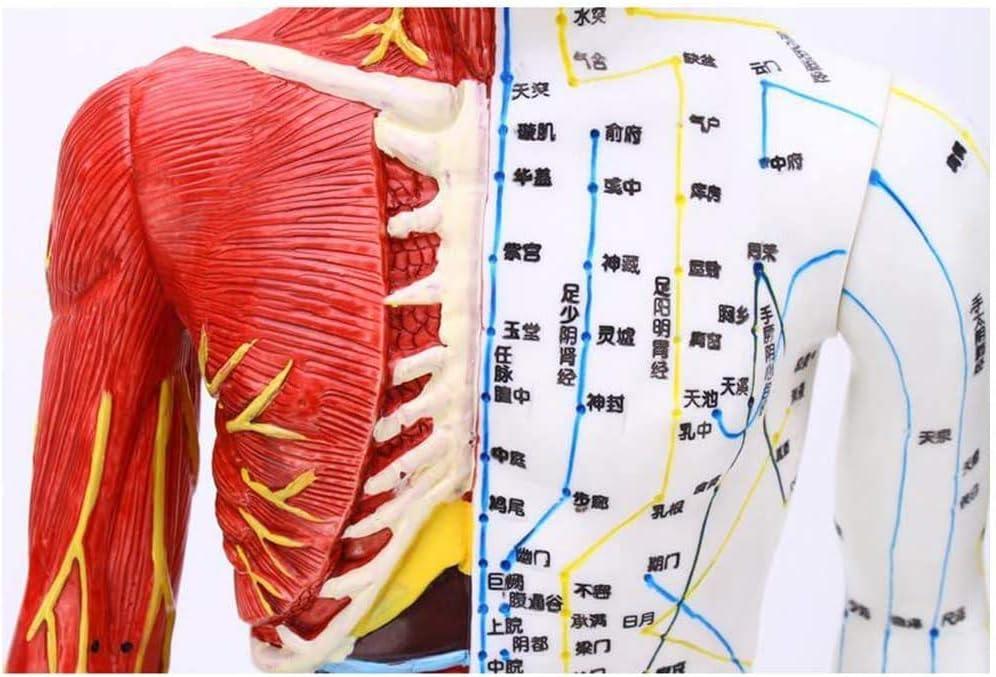 Model Anatomy Professional Medical Acupuncture Male 60 cm Super Clear ...