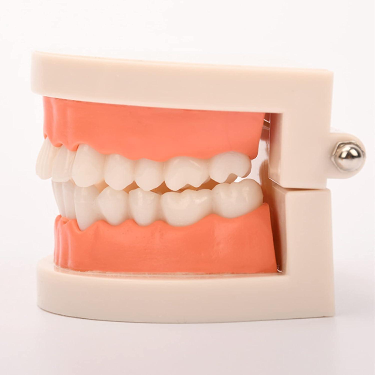 FGXY Standard Tooth Model - Educational Dental Model for Kids | Ideal ...