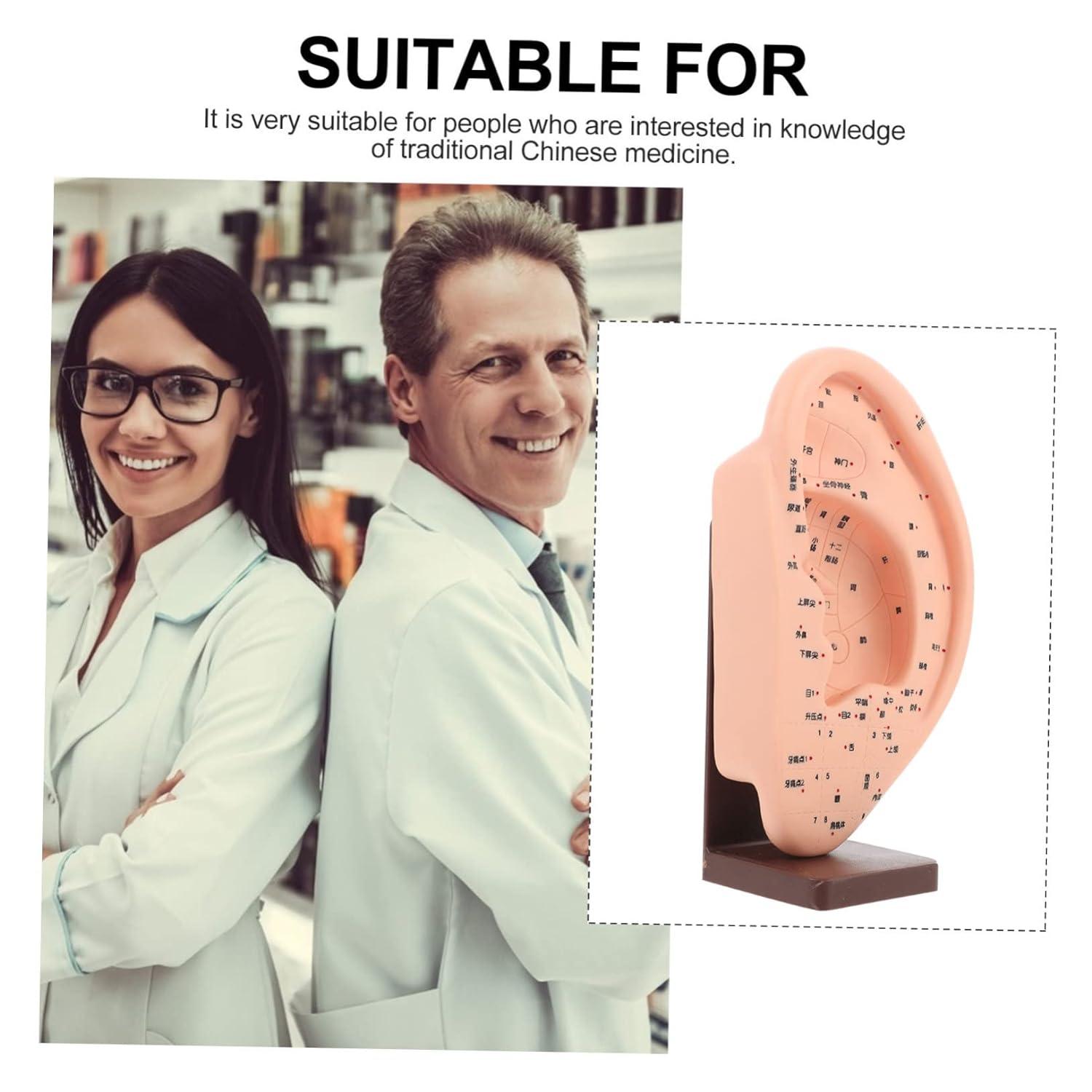 ULTECHNOVO Adult Ear Massage Model for Reflexology Demonstration with ...