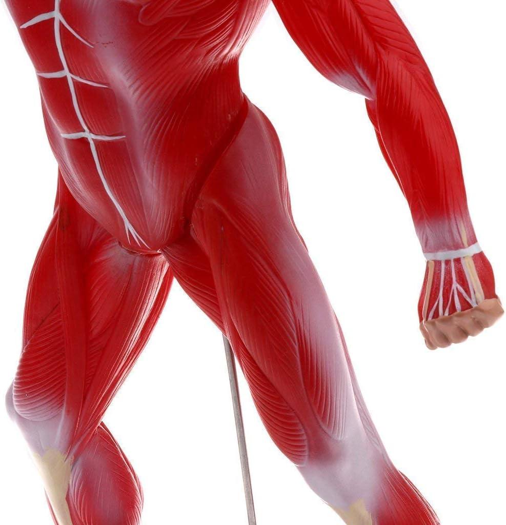 Educational Model 50Cm Human Torso Superficial Muscle Model Vision ...