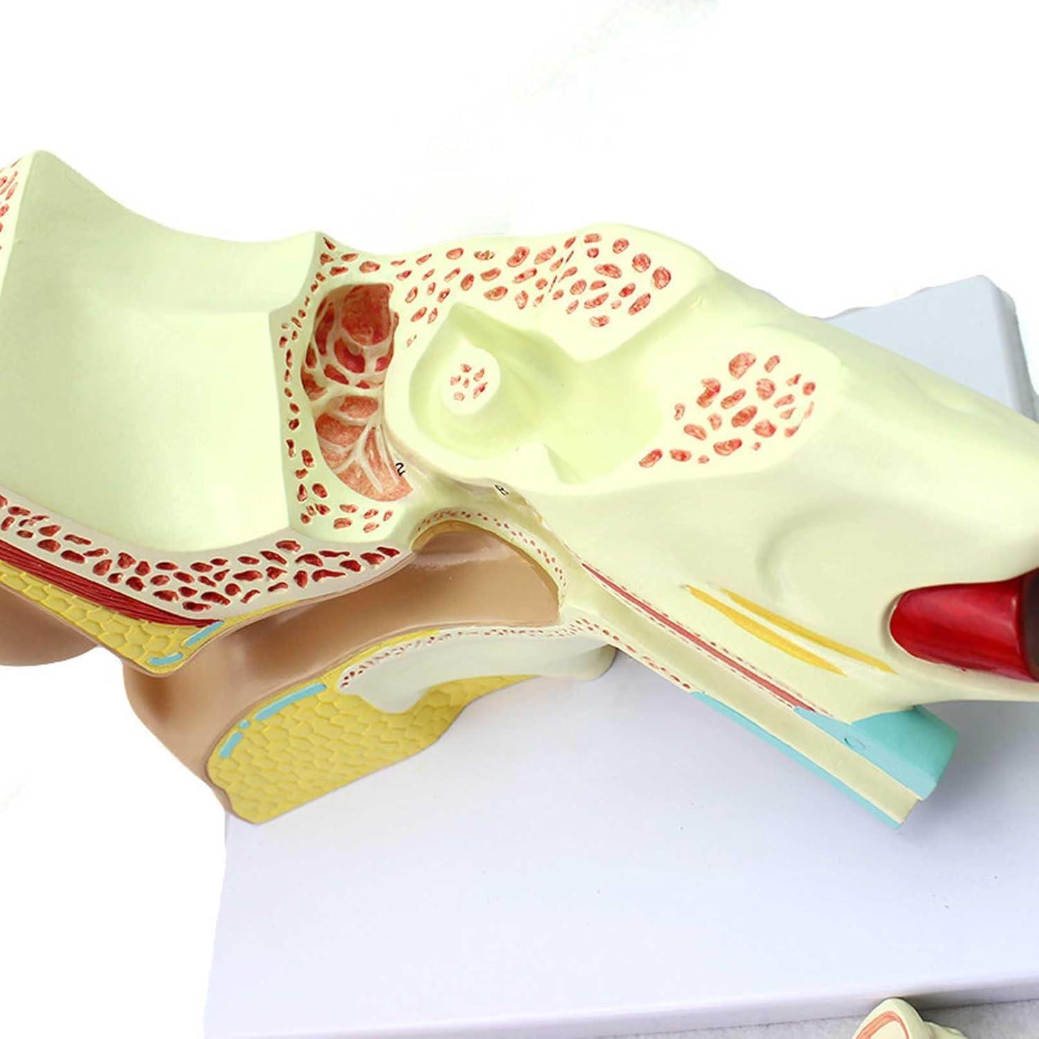 Medical Human Ear Model Outer and Middle Ear and Inner Ear ENT Ear ...
