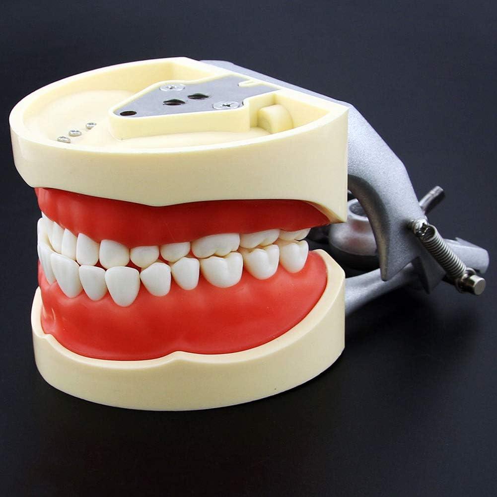 Lmeili Dental Typodont Joint Model - Removable Teeth Anatomy Teaching ...