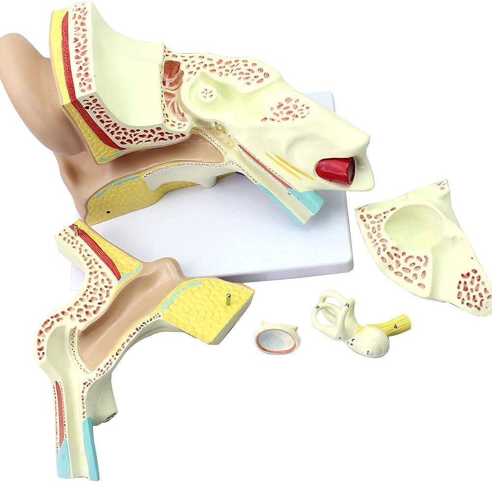 Ear Anatomy Template. Hearing System Template. Typhoupling Ear Texture ...