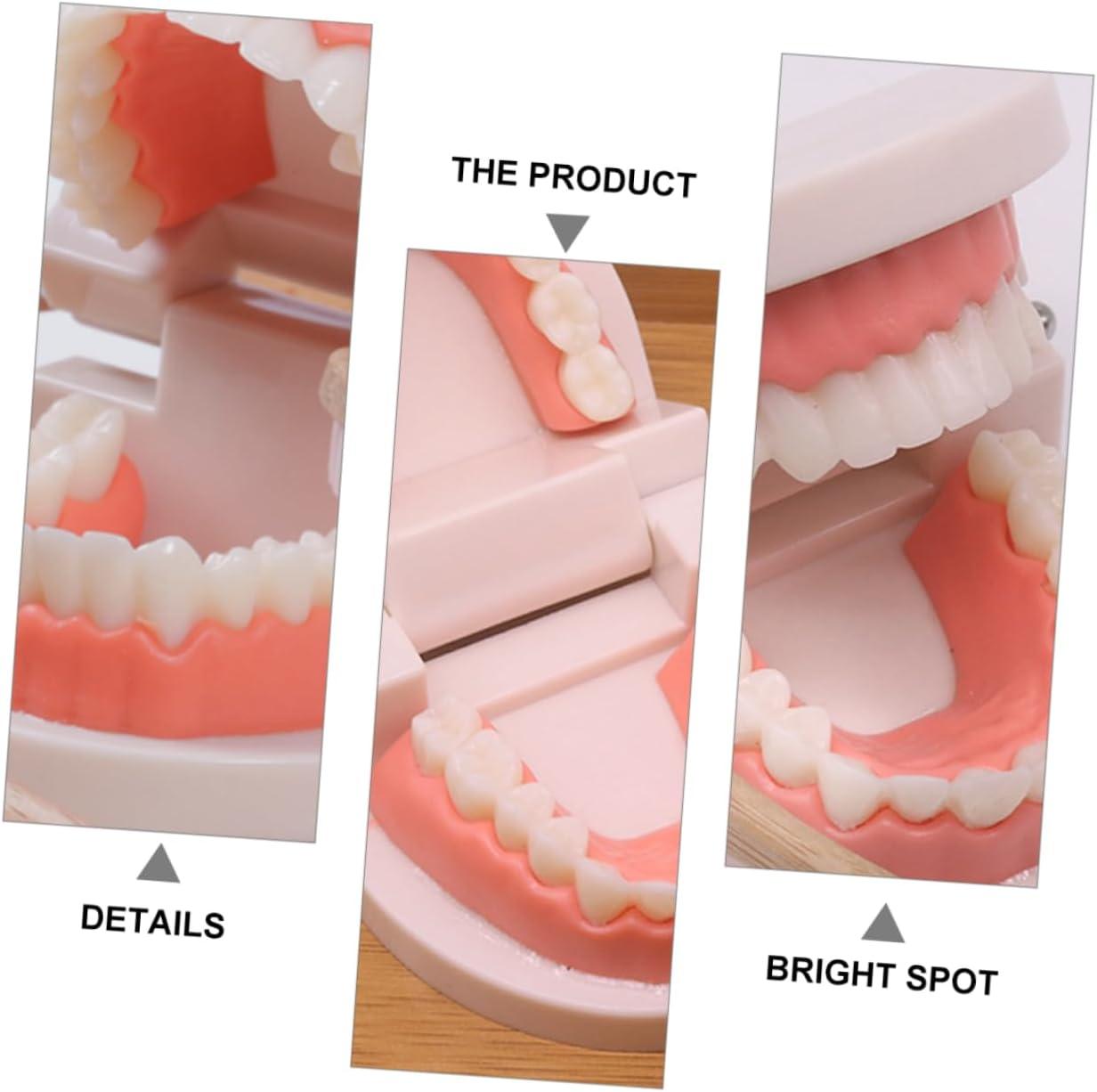 Minkissy Educational Tooth Model Set for Kids | Early Dental Hygiene Teaching Toy | Reusable ABS ...