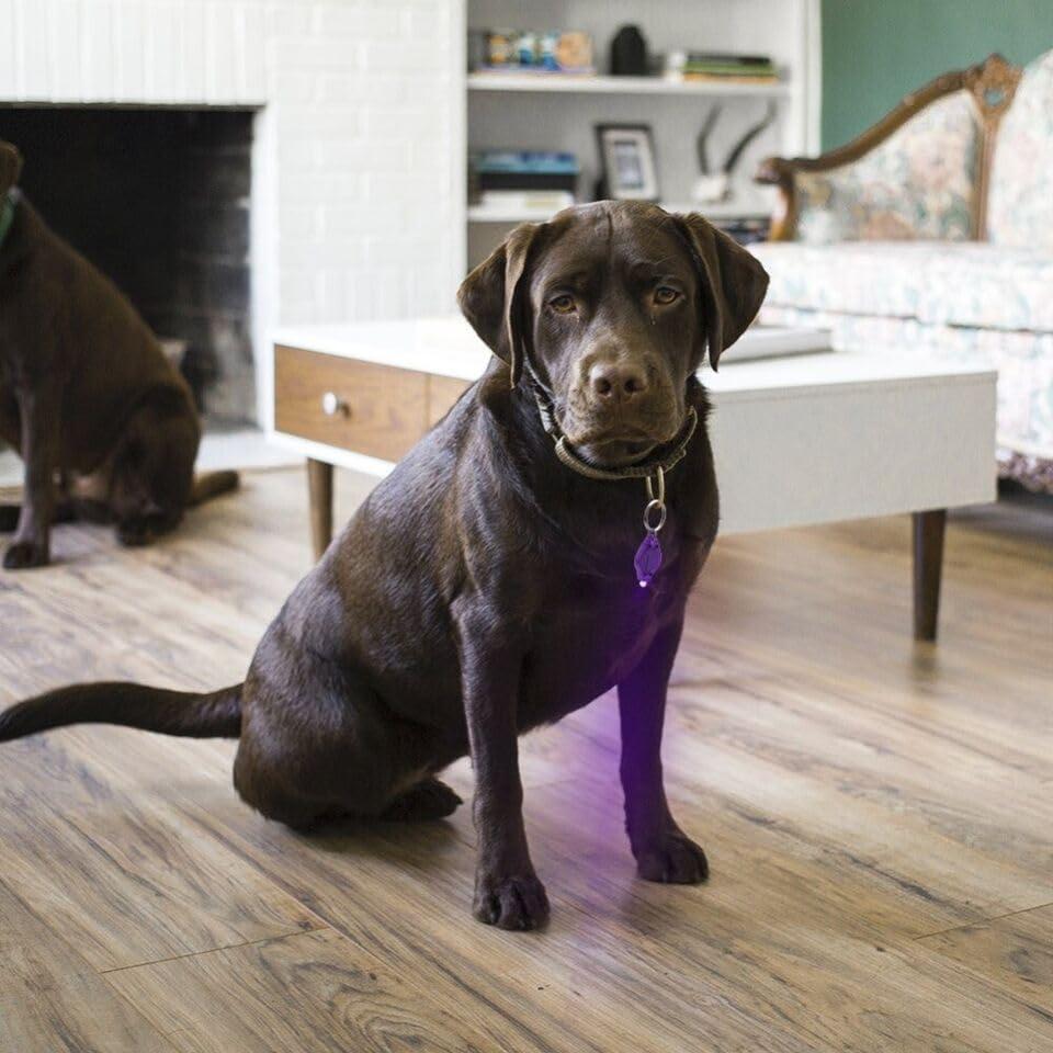 Modoao 20-Pack Mini LED Keychain Flashlights - Portable Finger Lights ...