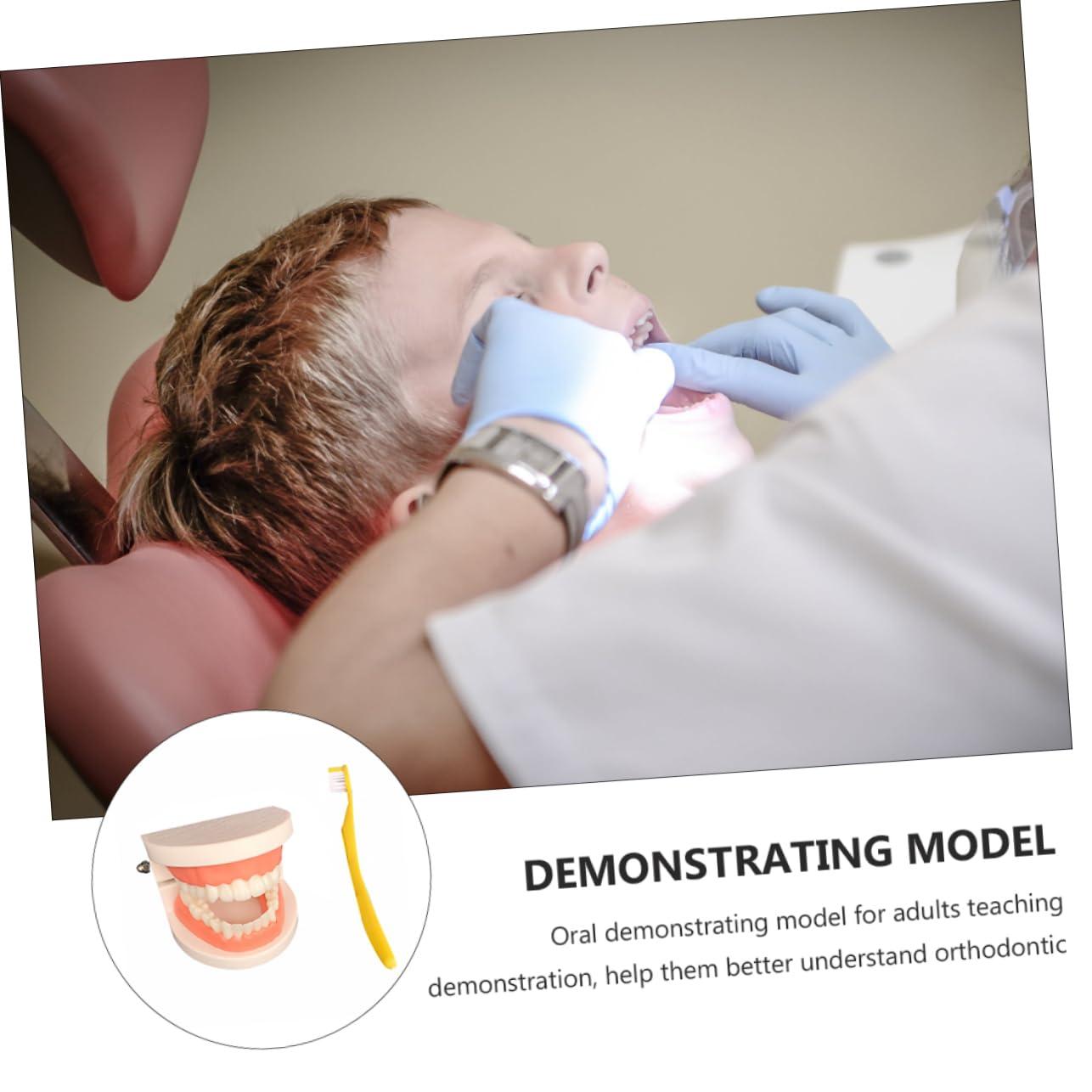 Ultechnovo Dental Model Set - Educational Children's Tooth Model ...