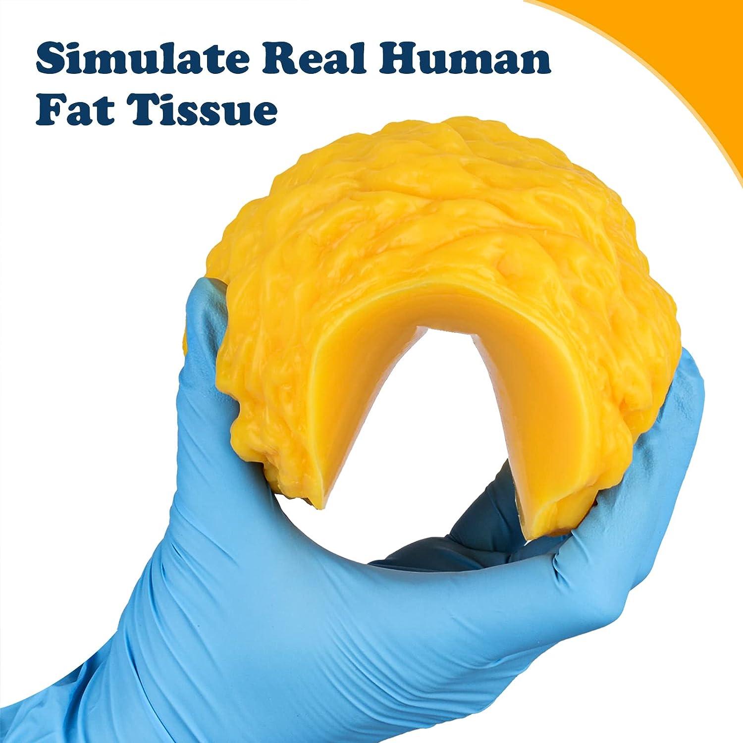 1 lb Human Body Fat Replica with Display Base - Ideal for Weight Loss ...