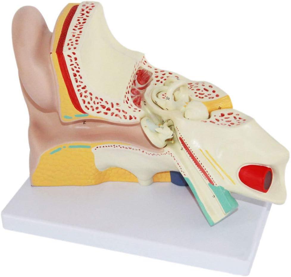 Human Ear Anatomical Enlargement Model Detachable Ear Model Ear ...