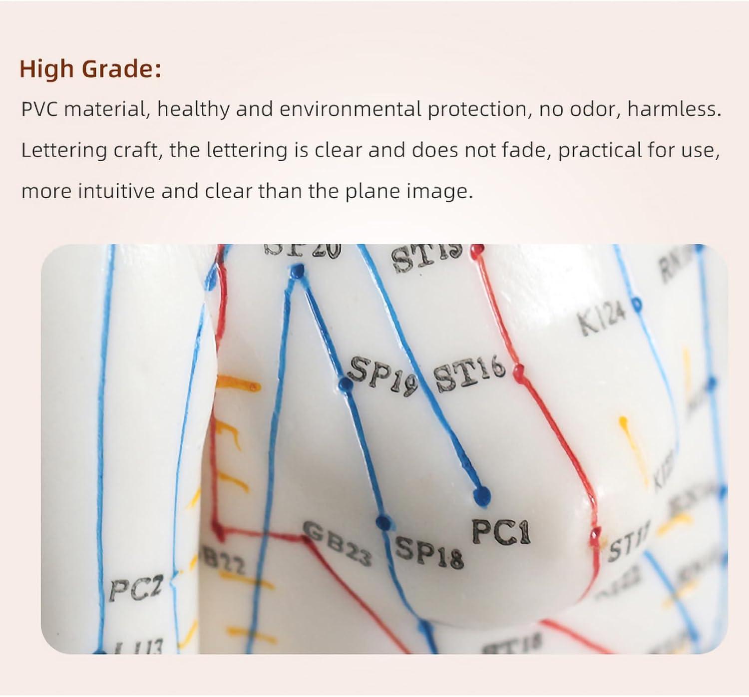 Palank Female Acupuncture Meridian Model - 48cm Human Body Pressure ...