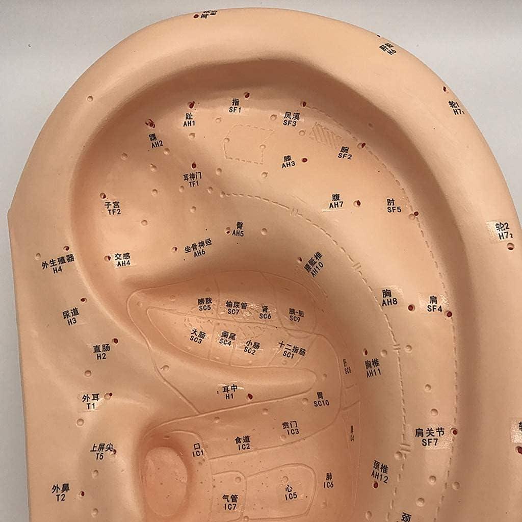 Ear Acupuncture Template Template - Human Giant Ear Acupuncture ...