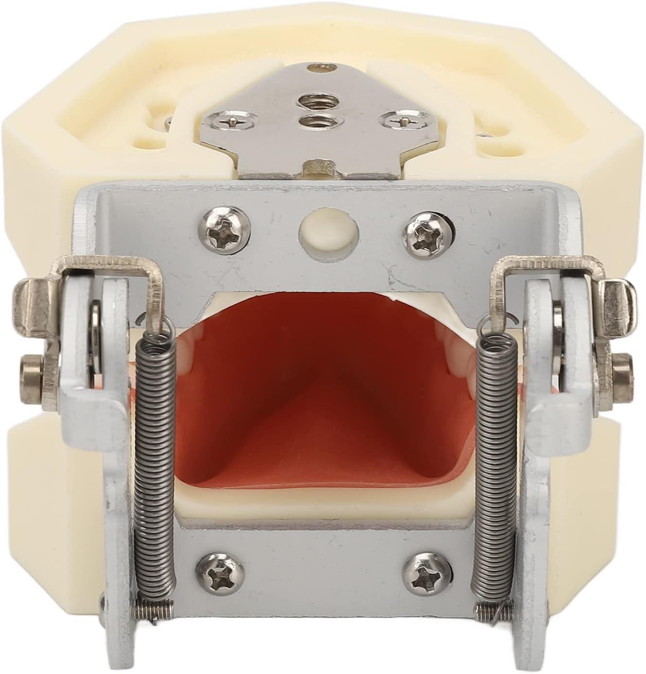 Upper Jaw Cyst Teeth Model - Tooth Preparation & Soft Gums for ...