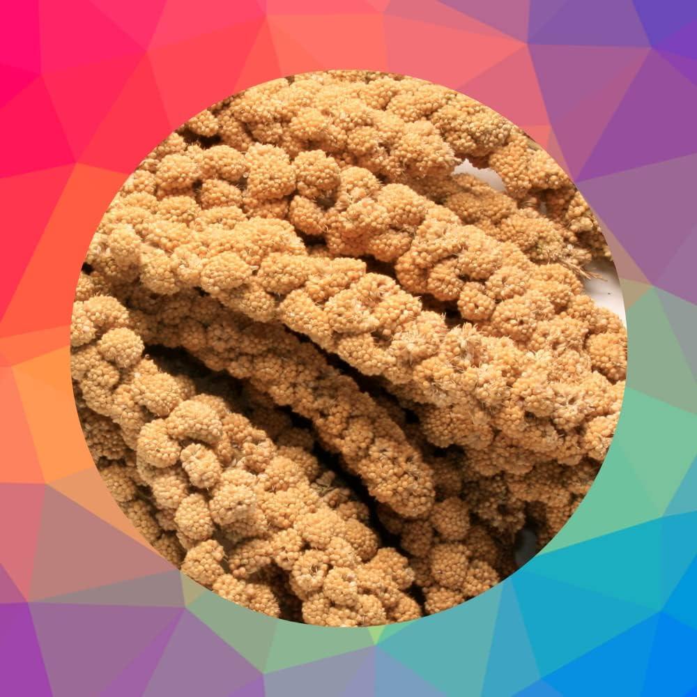 SKYGOLD Finest Millet Spray for Birds 1kg - Small Parrot & Budgie ...