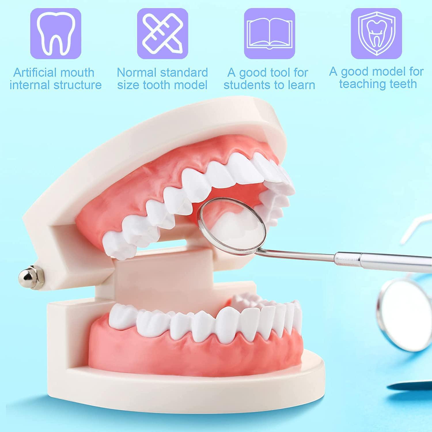 High-Quality Dental Model & Denture Demonstration Kit for Adults ...