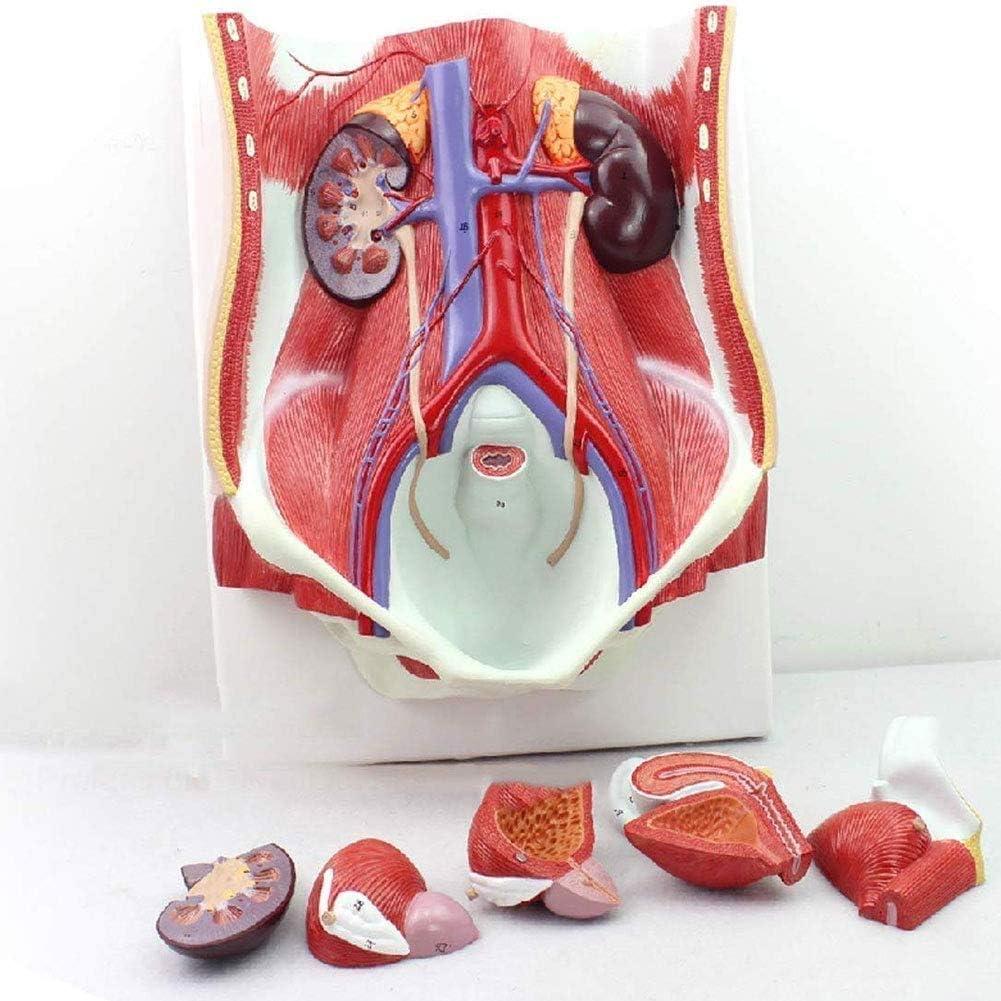 Human Male Female Urinary System Model Abdominal Cavity Human Bladder ...