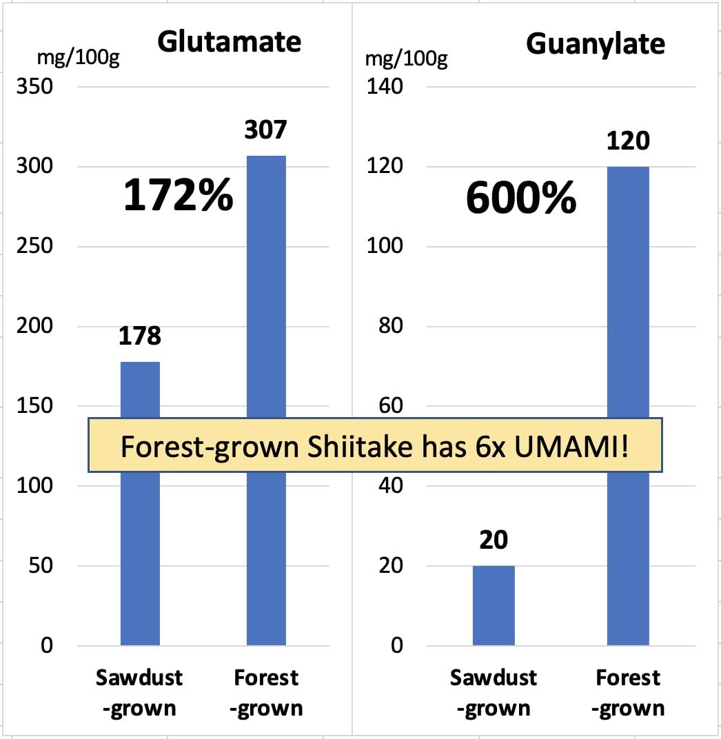 Forest-Grown Japanese Shiitake Powder 40g - Natural Umami Booster | Buy Now with Express ...