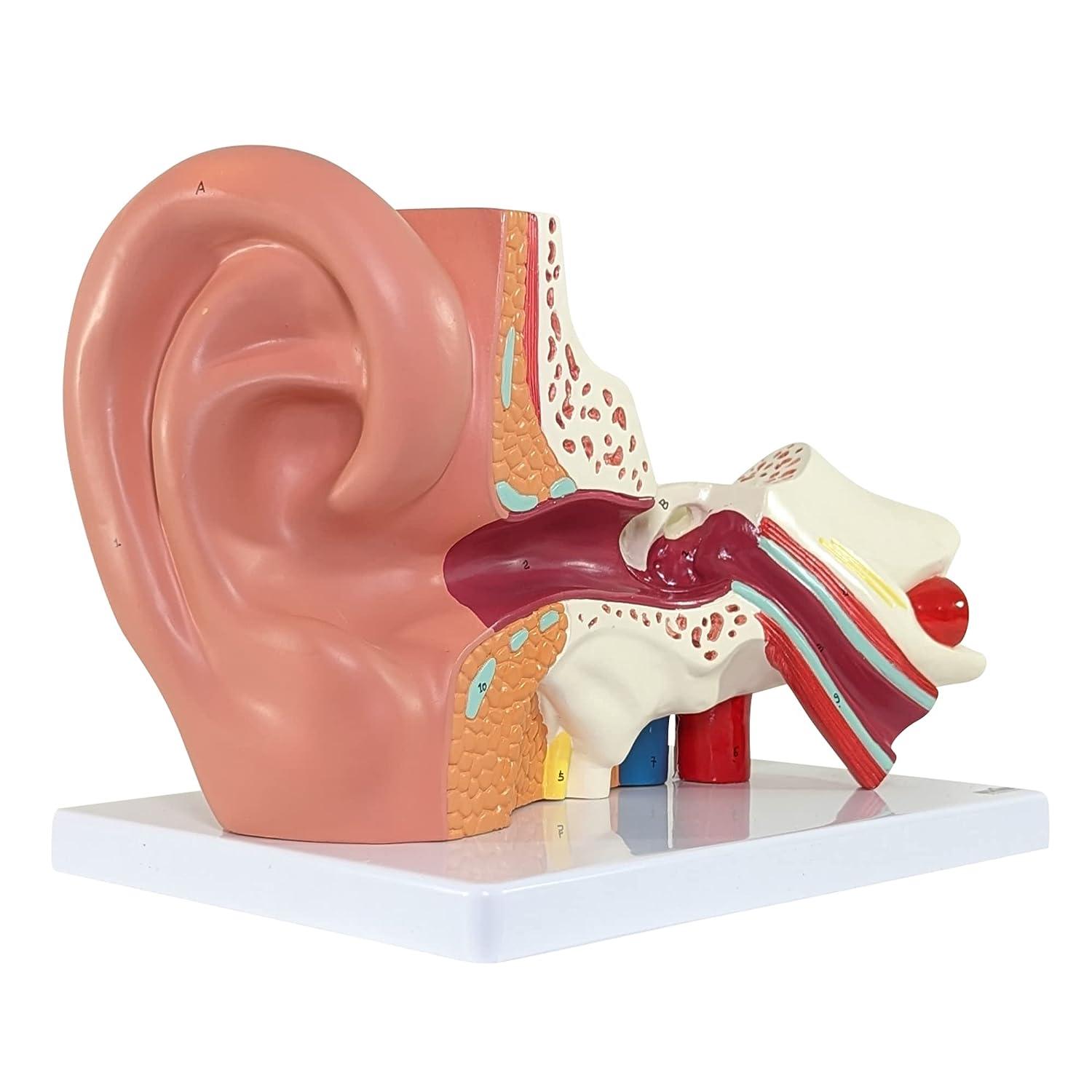 Axis Scientific Human Ear Model 5 Times Enlarged 4 Dimensional Model ...
