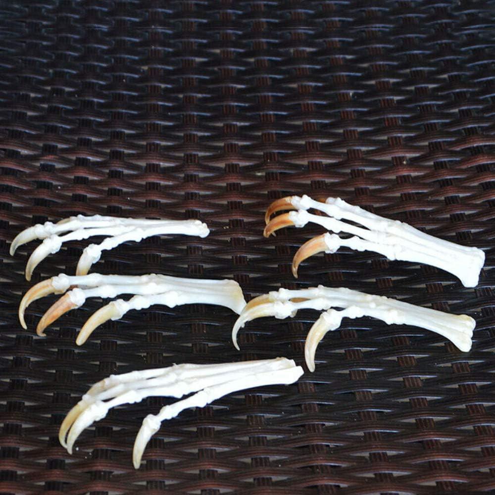 Wixine Fox Feet Articulated Bones Claws | Taxidermy Art Supplies | Buy ...