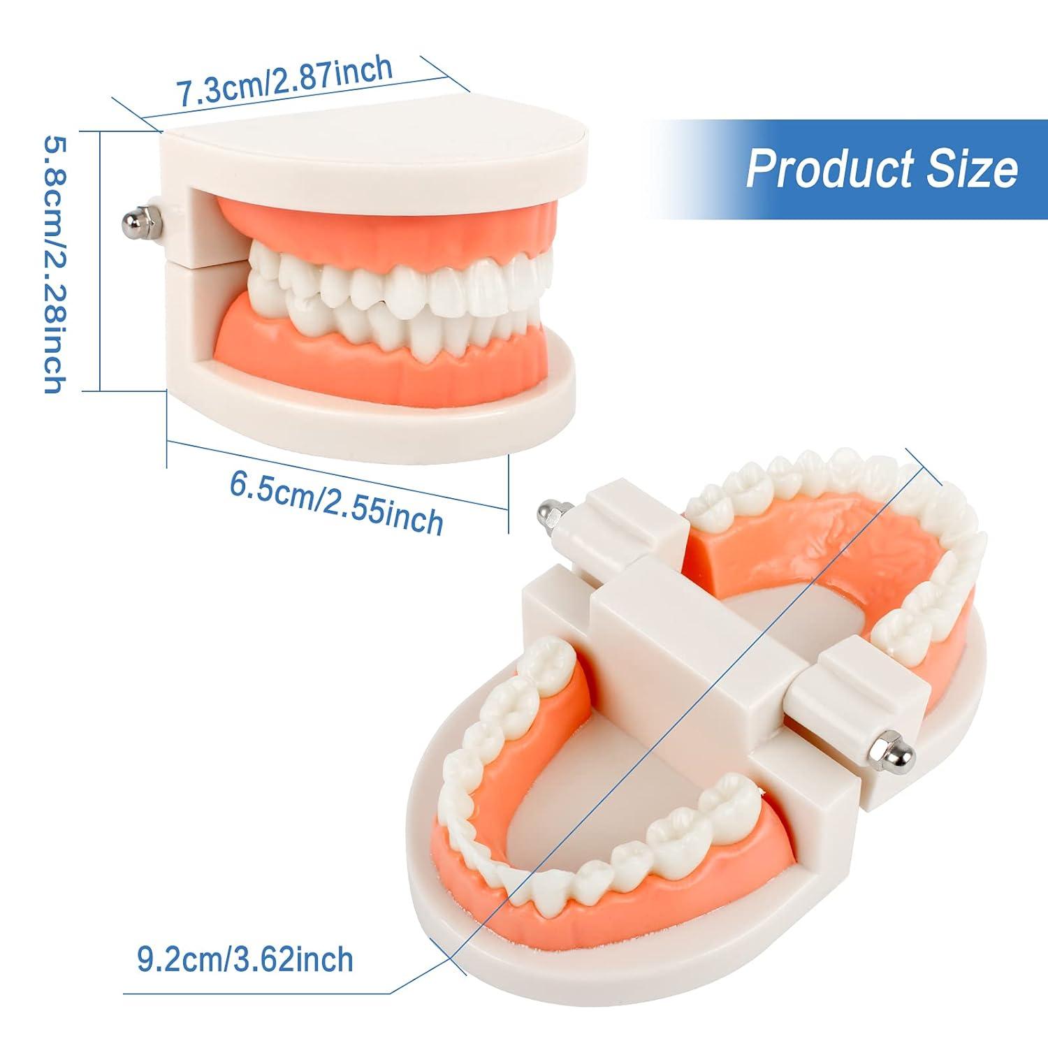 Tooth Model Set for Kids | 2Pcs Dental Care Demonstration Tool ...