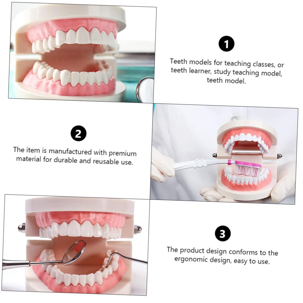 Kichouse Toy 1 PC Tooth Model - Standard Typodonto Dental Health Model ...