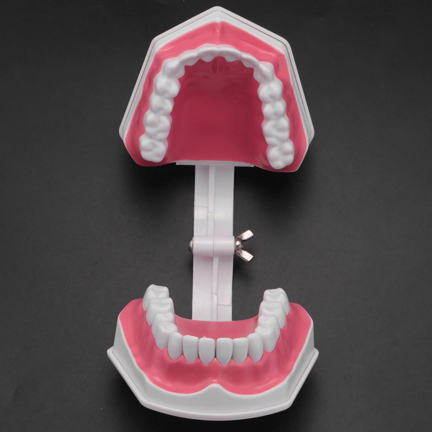MDYBF Tooth Model - Anatomical Typodont for Brushing & Flossing ...