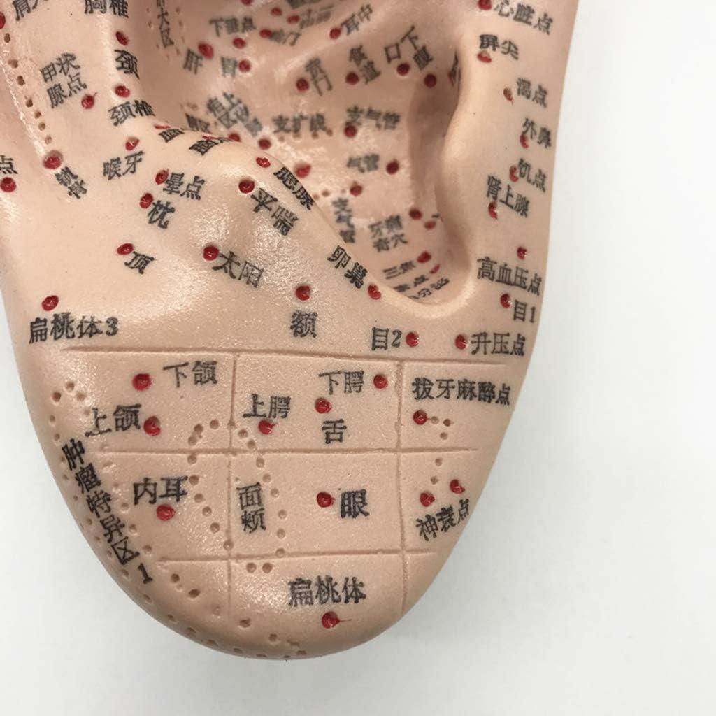 Buy Fhuili 16cm Human Acupuncture Ear Model - HD Chinese Medicine ...