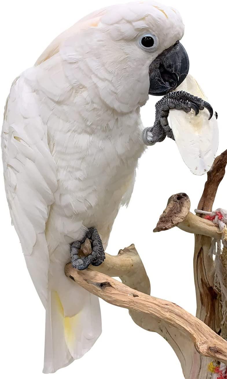 6 Bulk Cuttlebone for Cockatiels, Parakeets, Budgies, Finches, Canaries ...