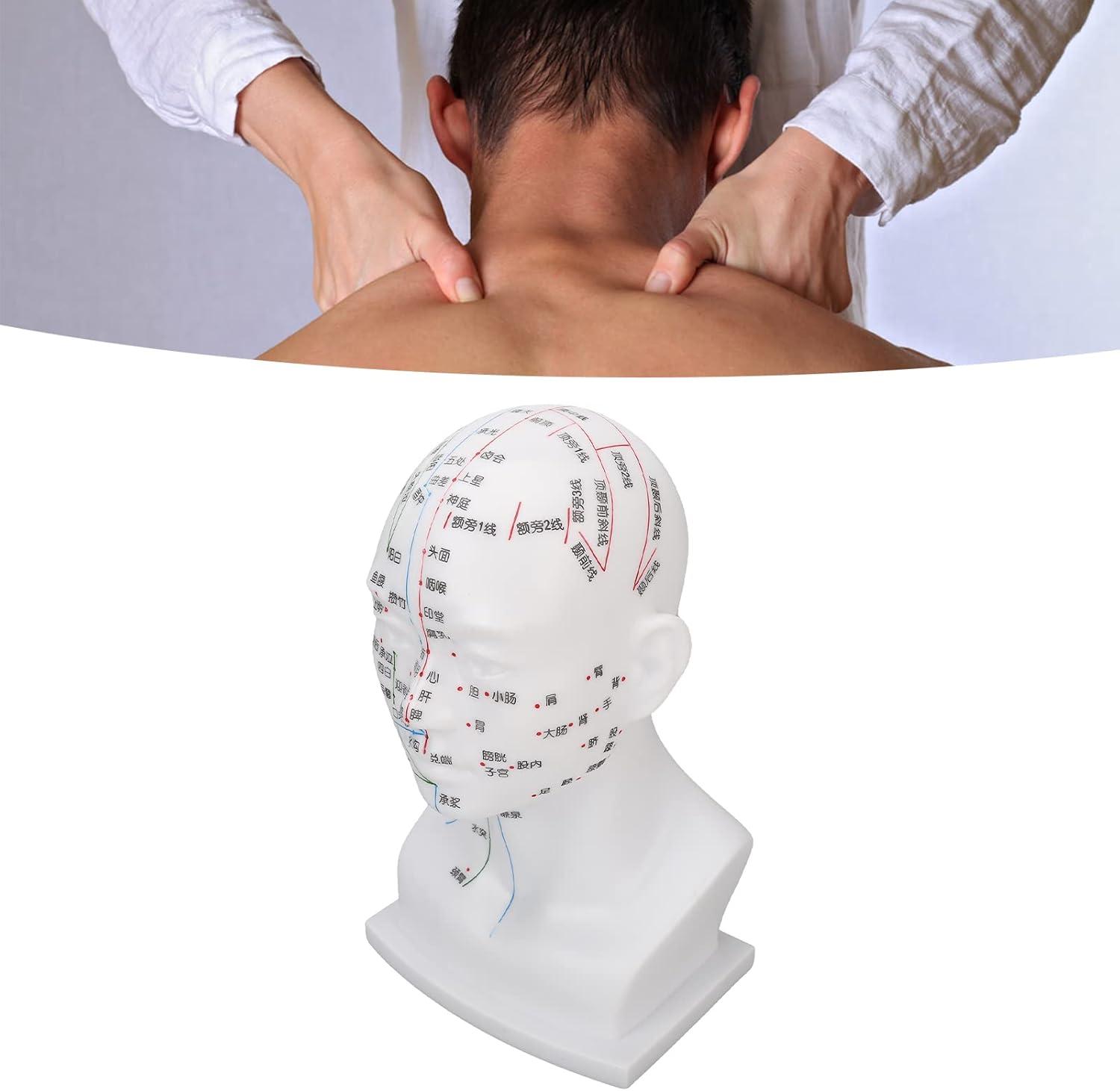Acupuncture Point Head Model - 11.8 Inch PVC Facial Massage Meridians ...