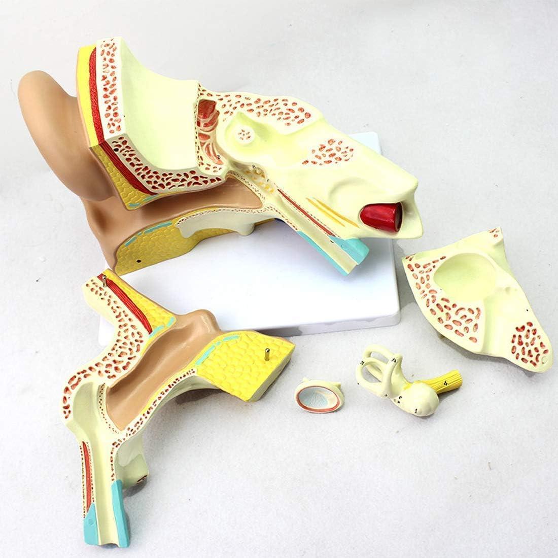 Educational Model Human Ear Model Outer Ear Middle Ear Inner Ear ...