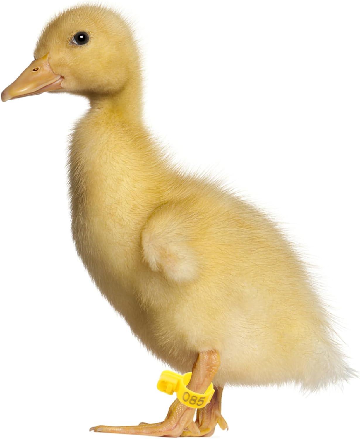 Sosoport 100pcs Disposable Chicken Leg Ring Labels Chicken Bands Farm ...