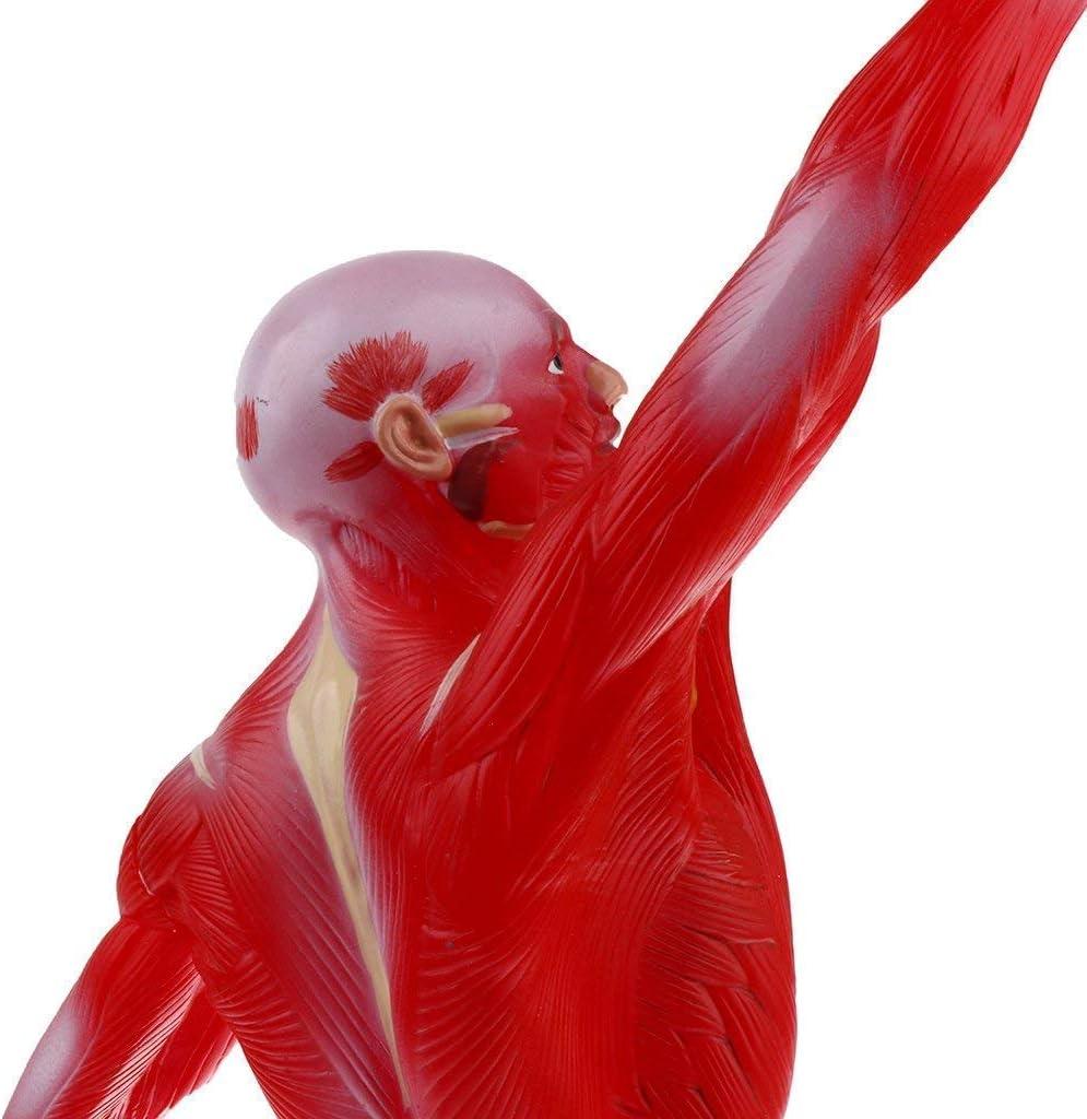 Educational Model 50Cm Human Torso Superficial Muscle Model Vision ...