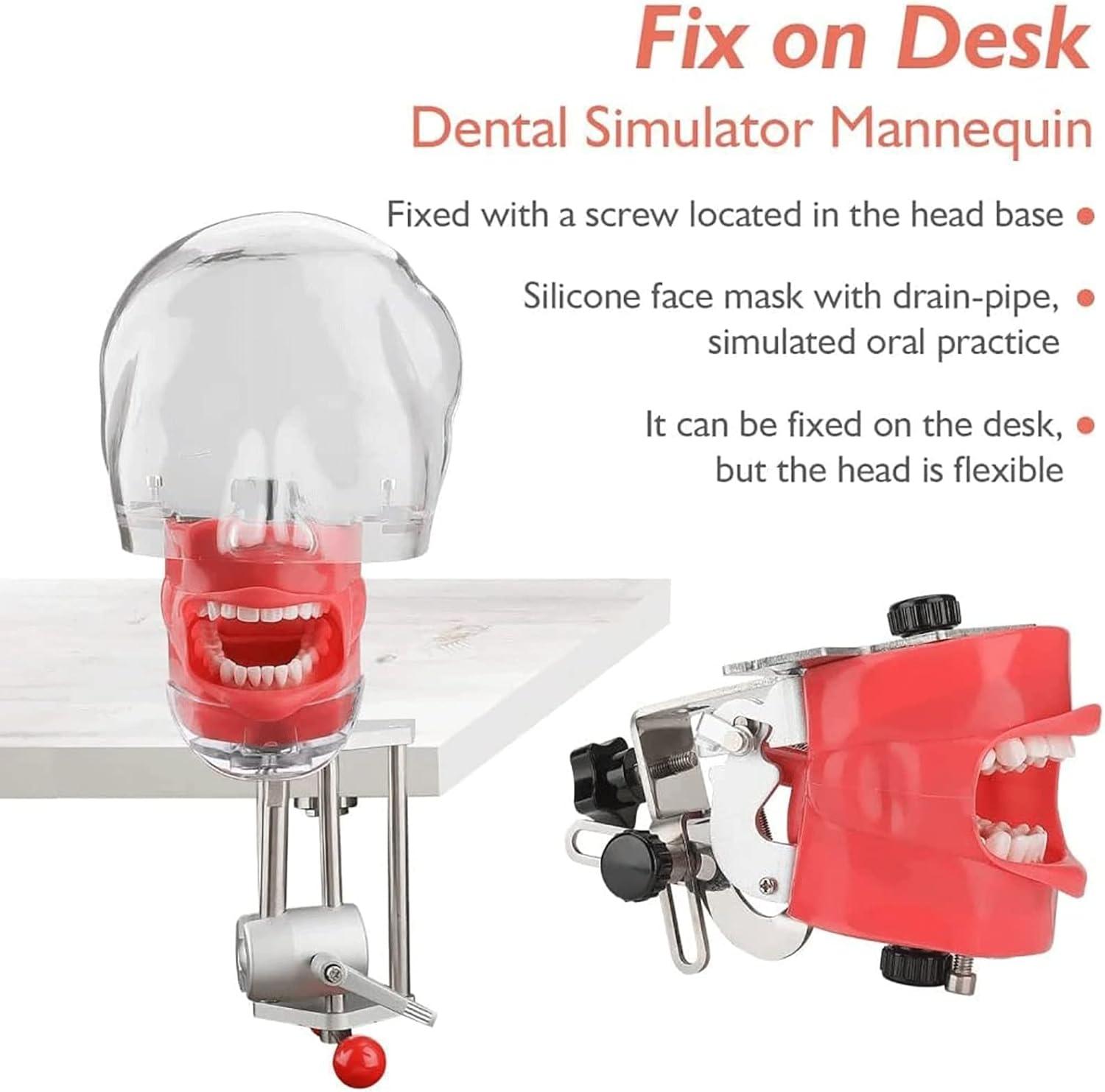 Dental Model Simulator - Bfeiwgha Phantomkopf Training Head ...