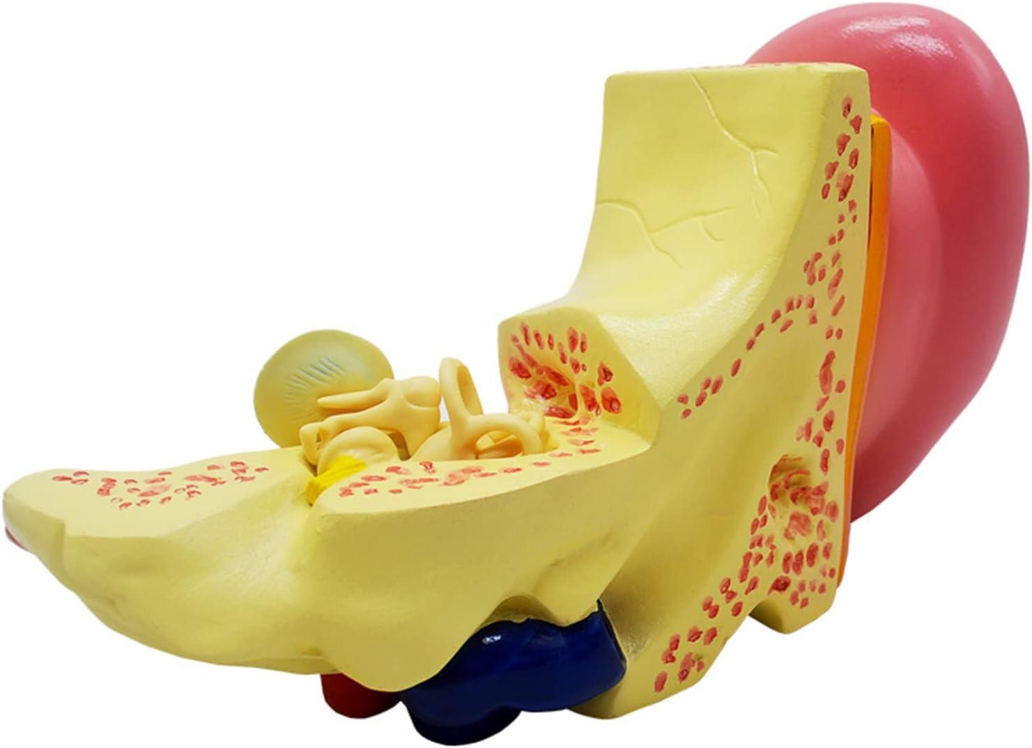 Ear Anatomy Magnified Model Biological Teaching 5 Times Natural Large ...