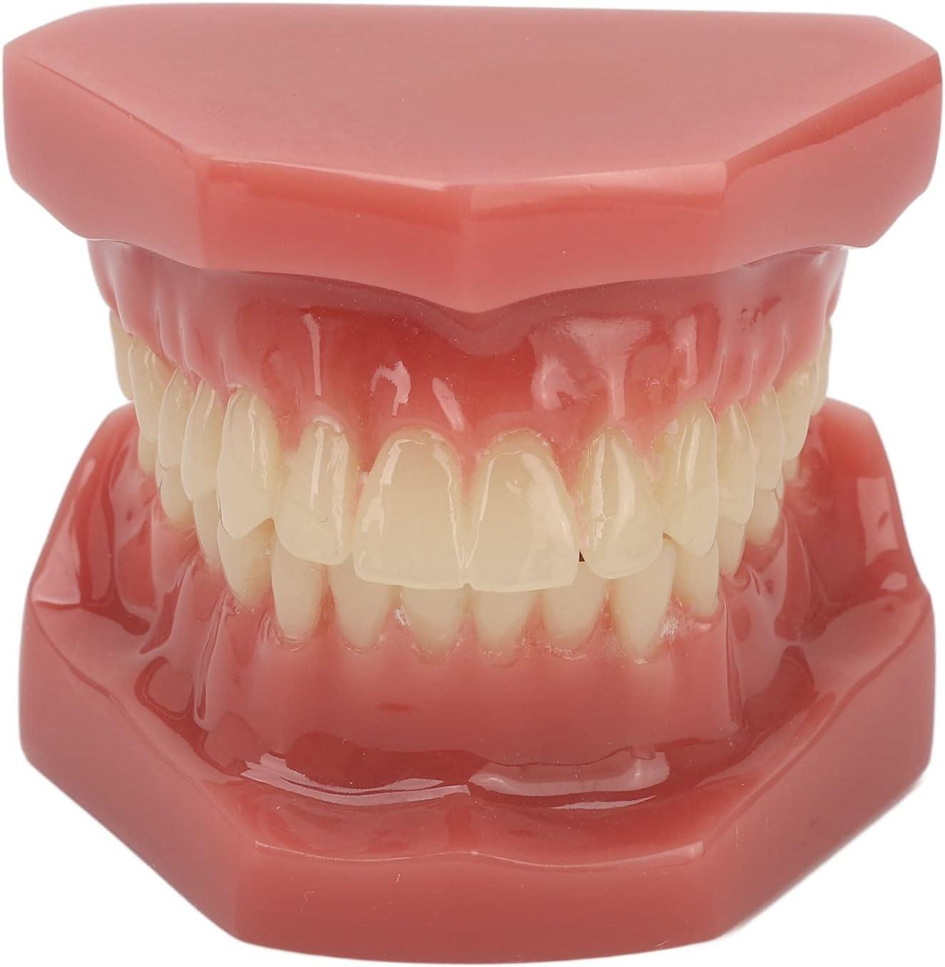 Teeth Demonstration Model - Orthodontic Mouth Training Reusable 28 ...