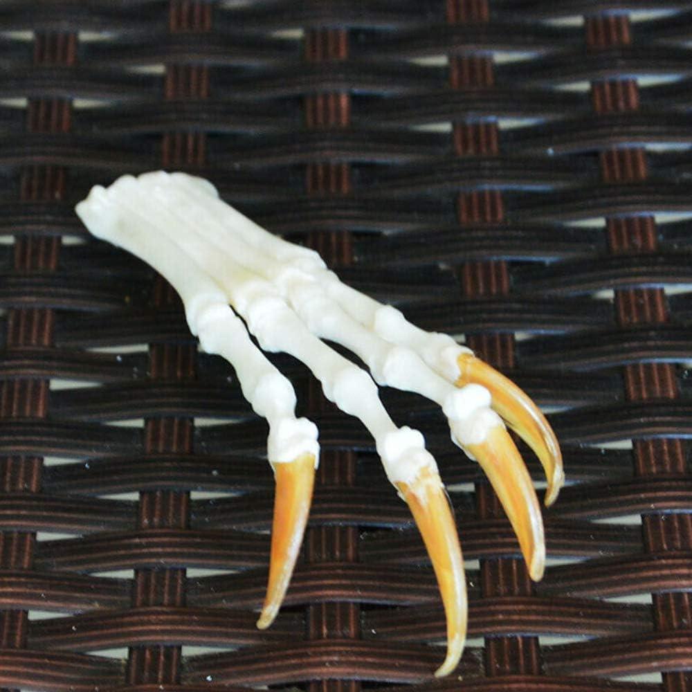 Wixine Fox Feet Articulated Bones Claws | Taxidermy Art Supplies | Buy ...